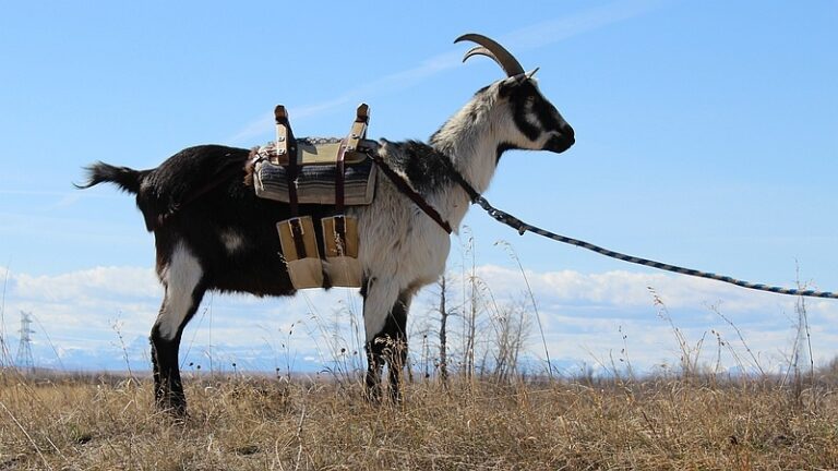 Alpine Goat - Breed Profile - Goat Journal